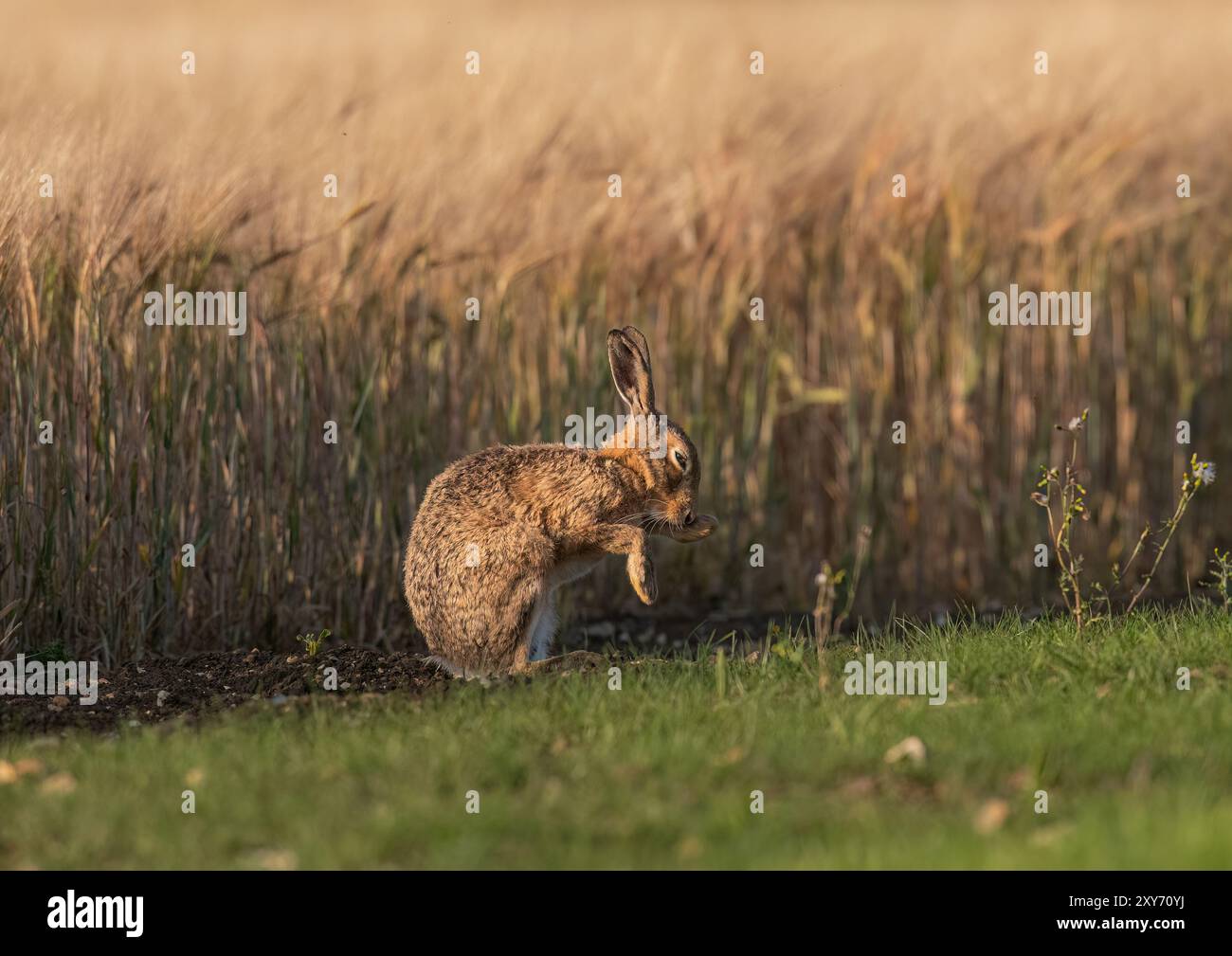 A big healthy Brown Hare ( Lepus europaeus) , washing it's face sat ...