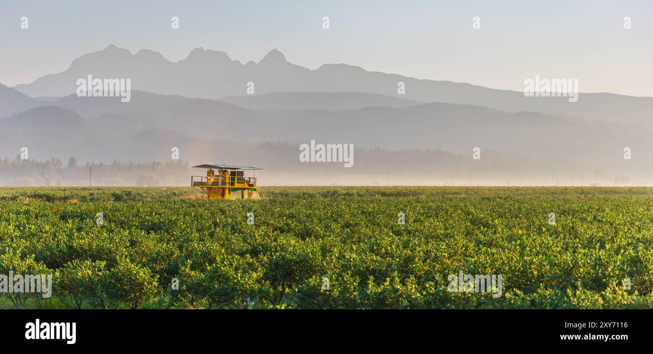 panoramic view of Blueberry field and mountains in the distance in ...