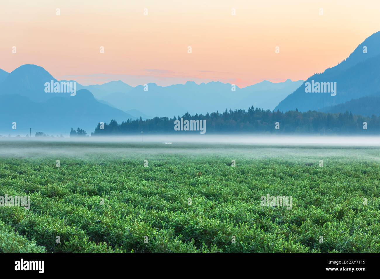 panoramic view of Blueberry field and mountains in the distance in ...