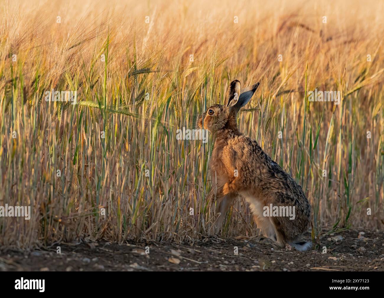 A big healthy Brown Hare ( Lepus europaeus) ,on it's hind legs ...