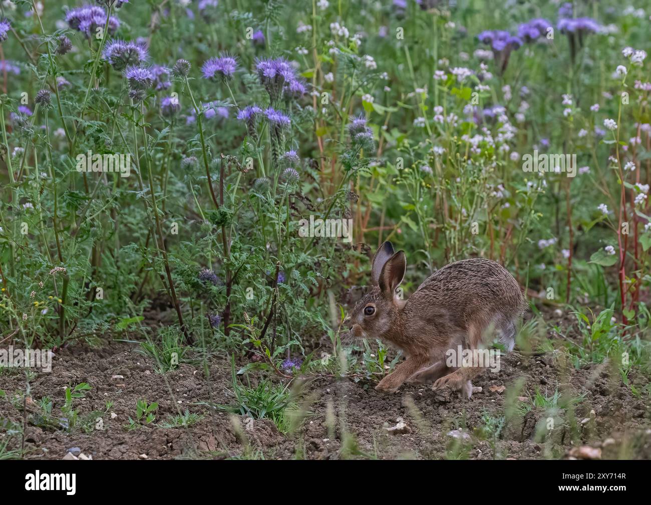 A unique shot, a Brown Hare Leveret running in the beautiful purple ...