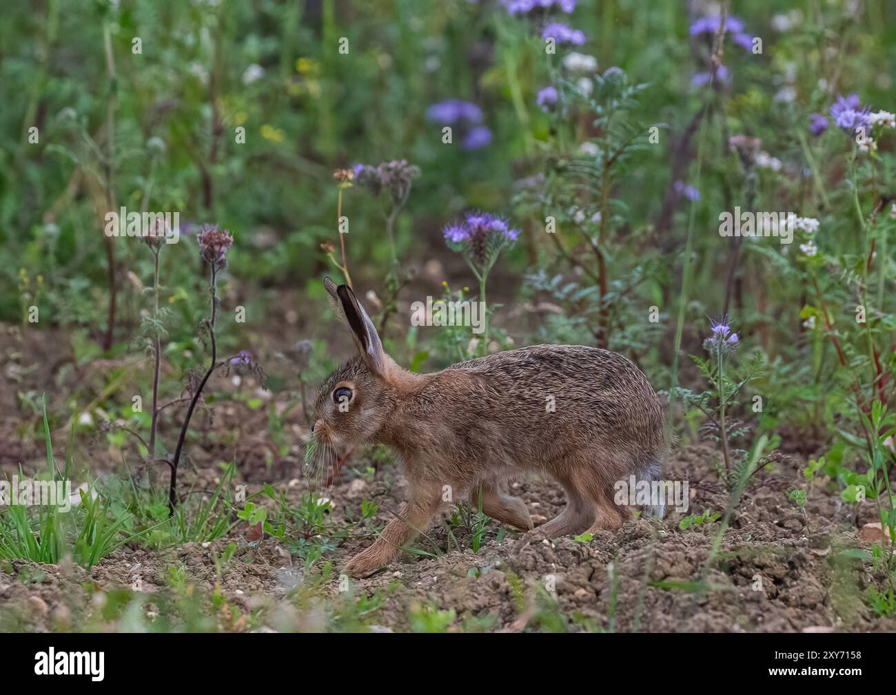 A unique shot, a Brown Hare Leveret captured in the beautiful purple ...