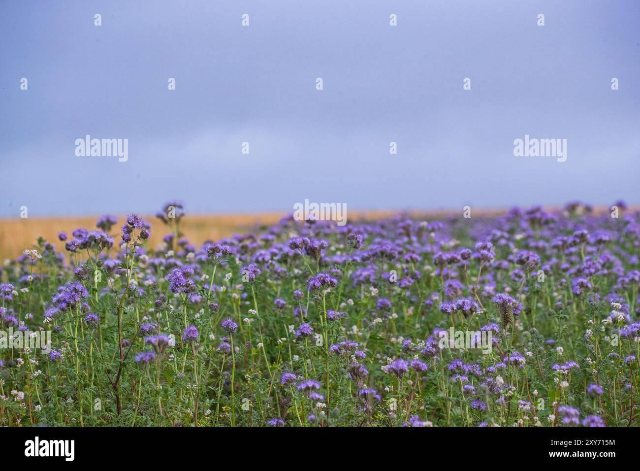 Blue sky , Golden Barley and Purple flowers.The attractive flower ...
