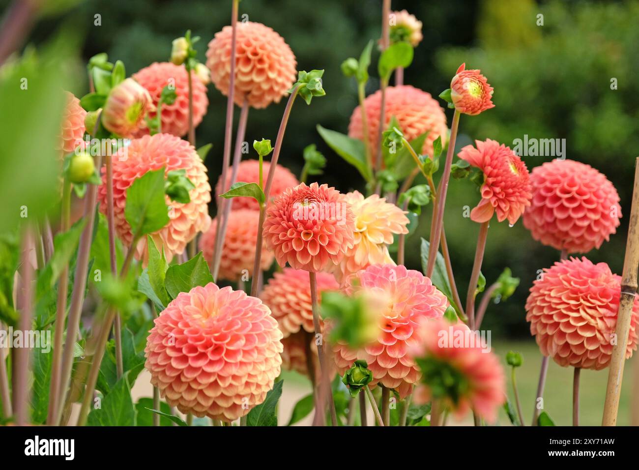 Light orange ball dahlia ‘Ryecroft Jill’ in flower Stock Photo - Alamy
