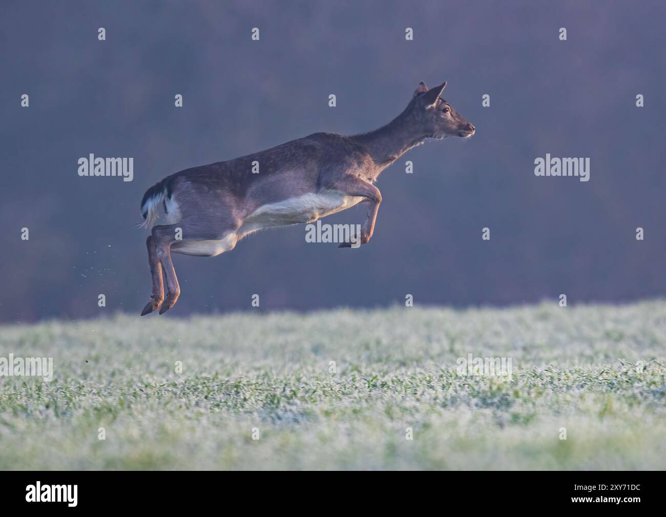 Deer acrobatics . A leaping, bounding Fallow deer ( Dama dama) on a ...