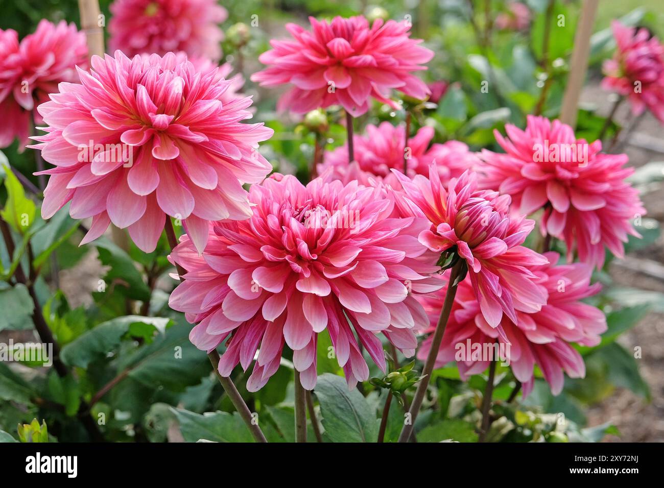 Dahlia missis dutch hi-res stock photography and images - Alamy