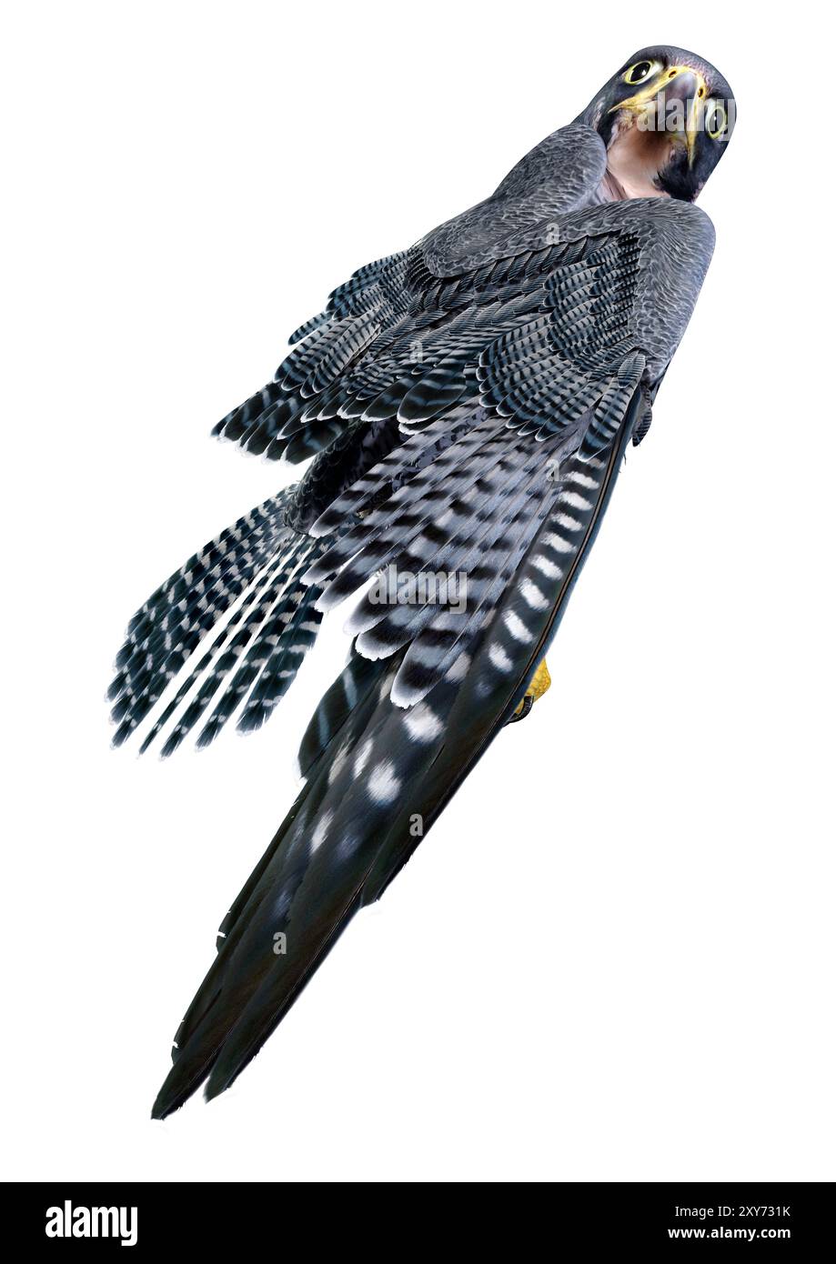 3D rendering of a falcon or bird of prey isolated on white background ...
