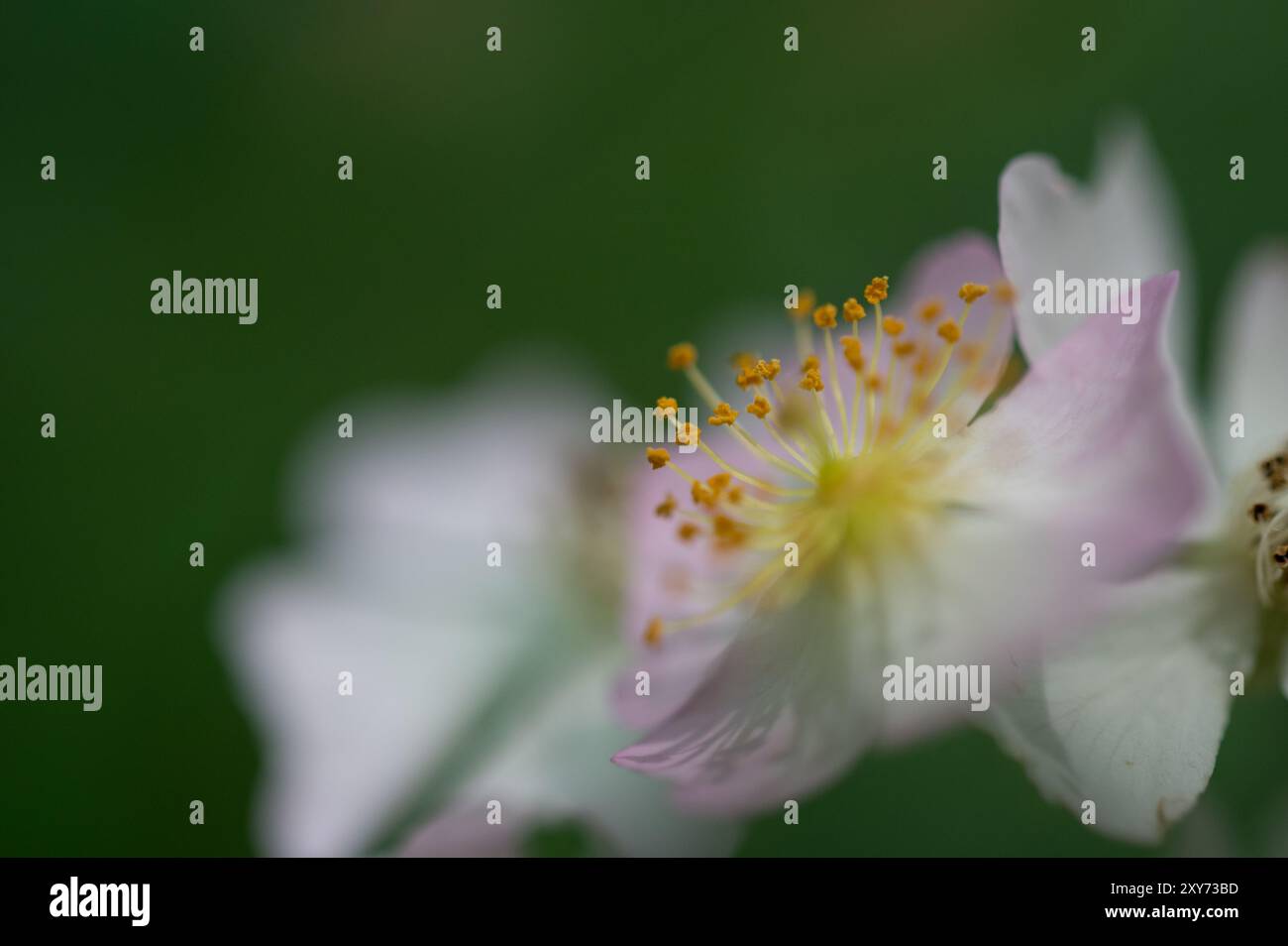 Close look plants growing hi-res stock photography and images - Alamy
