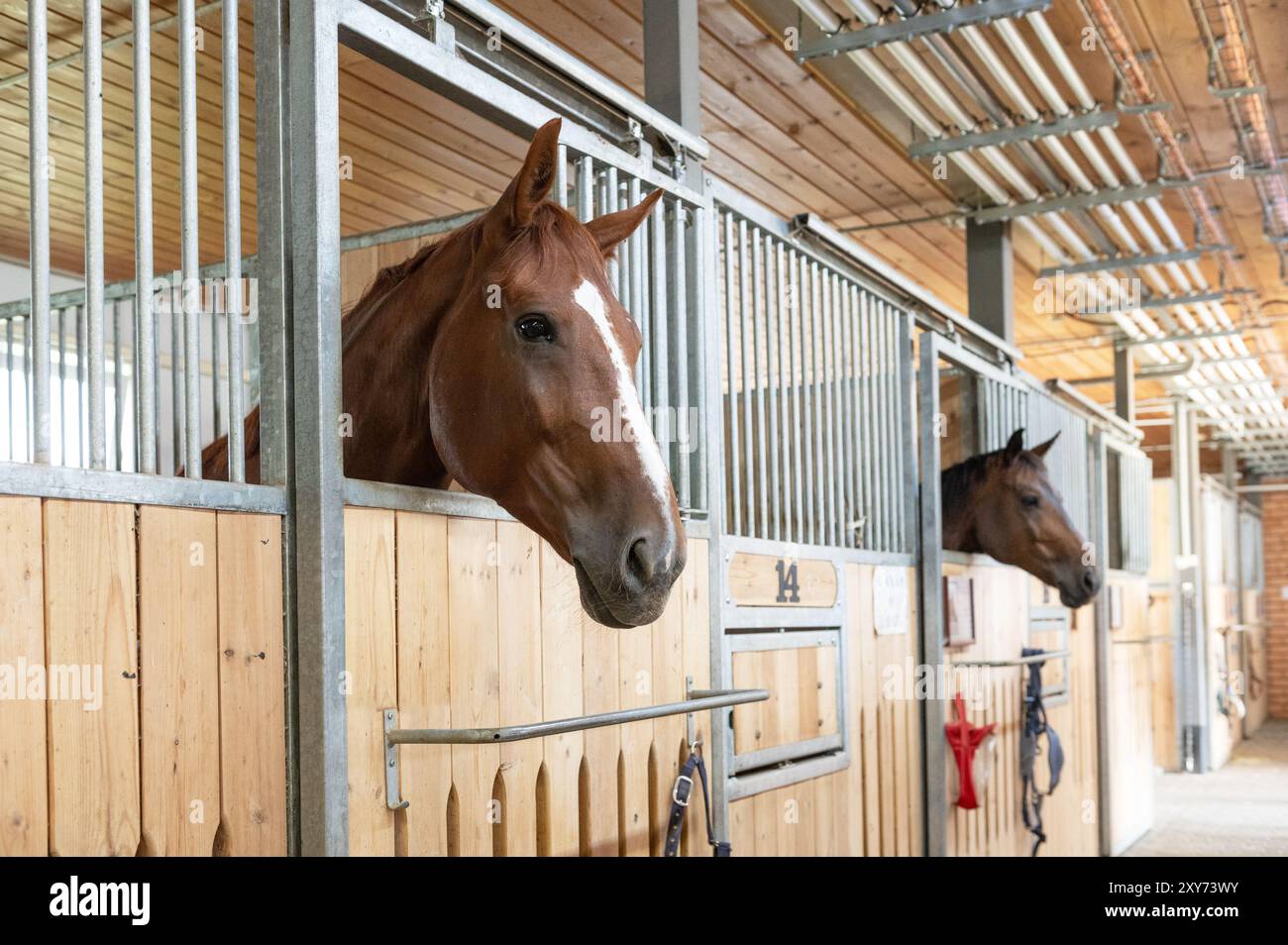 Beautiful horse standing in a stall in the modern stable Stock Photo ...