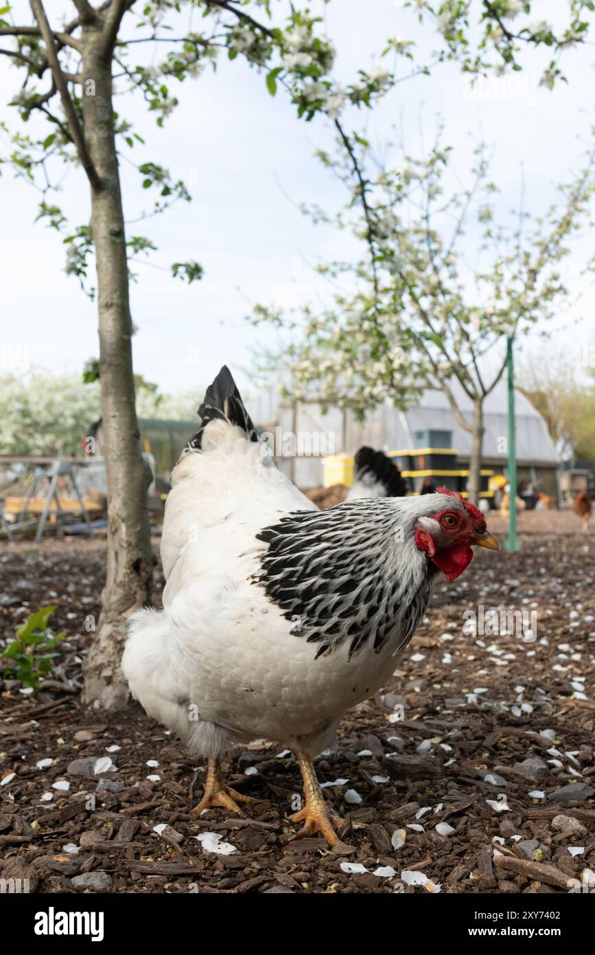 black and white hen on farm Stock Photo - Alamy