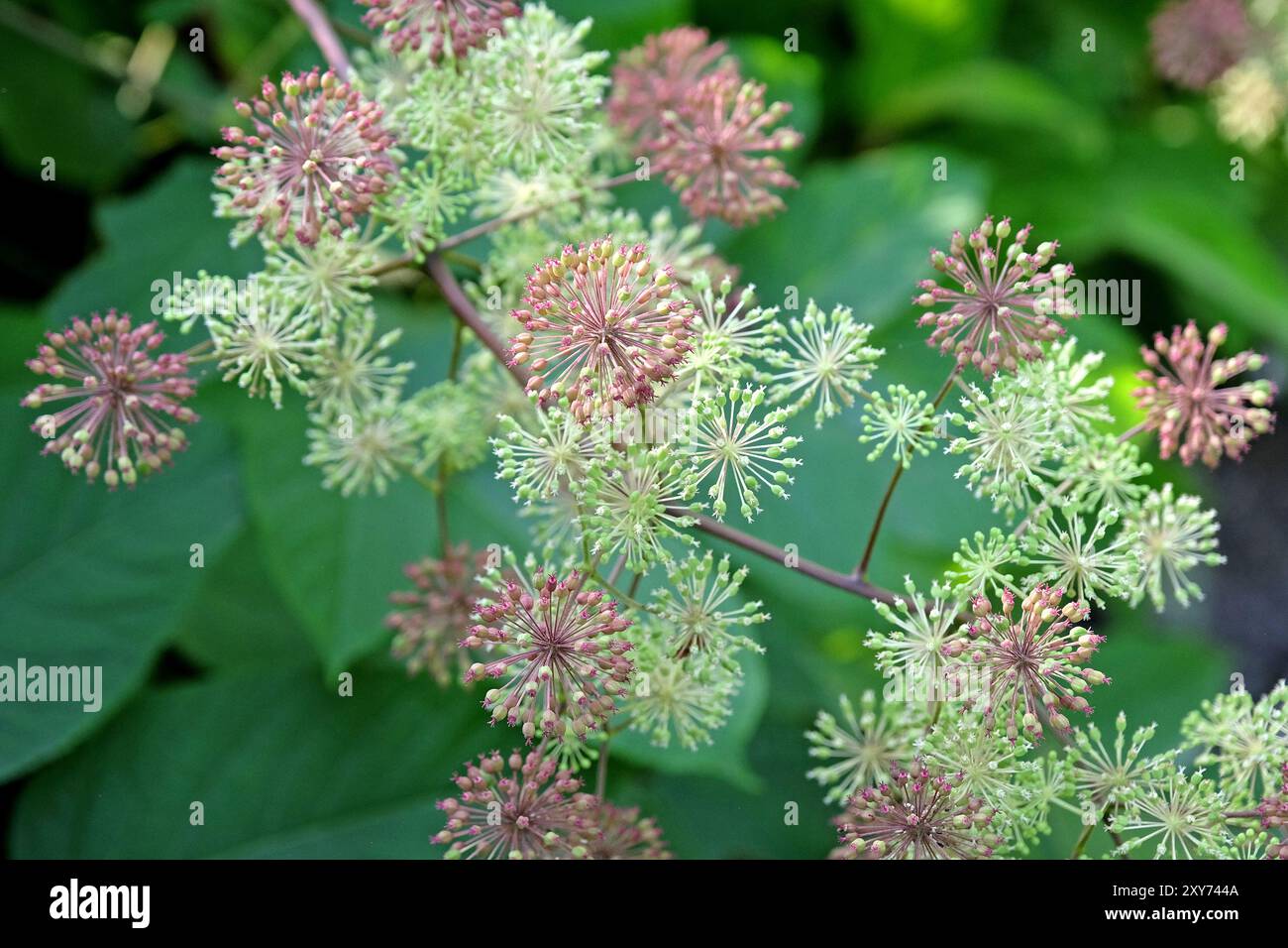 Seed head of the Aralia cordata, also known as Japanese spikenard ...
