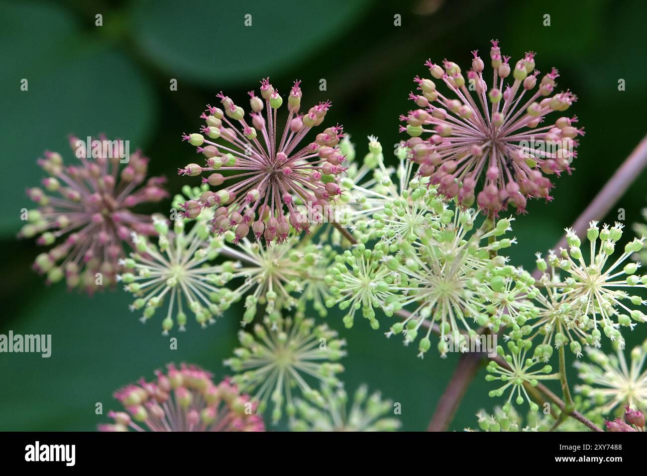 Seed head of the Aralia cordata, also known as Japanese spikenard ...