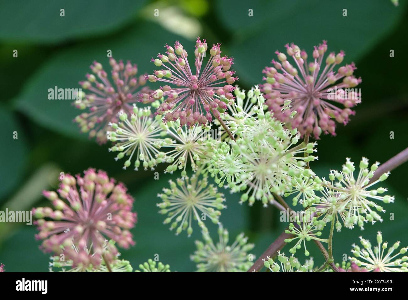Seed head of the Aralia cordata, also known as Japanese spikenard ...