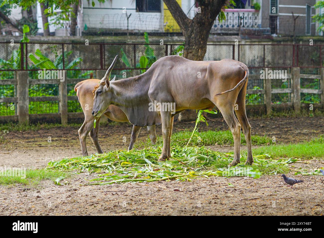 Common eland eating leafy greens in the Bangladesh National Zoo, located in the Mirpur section ...