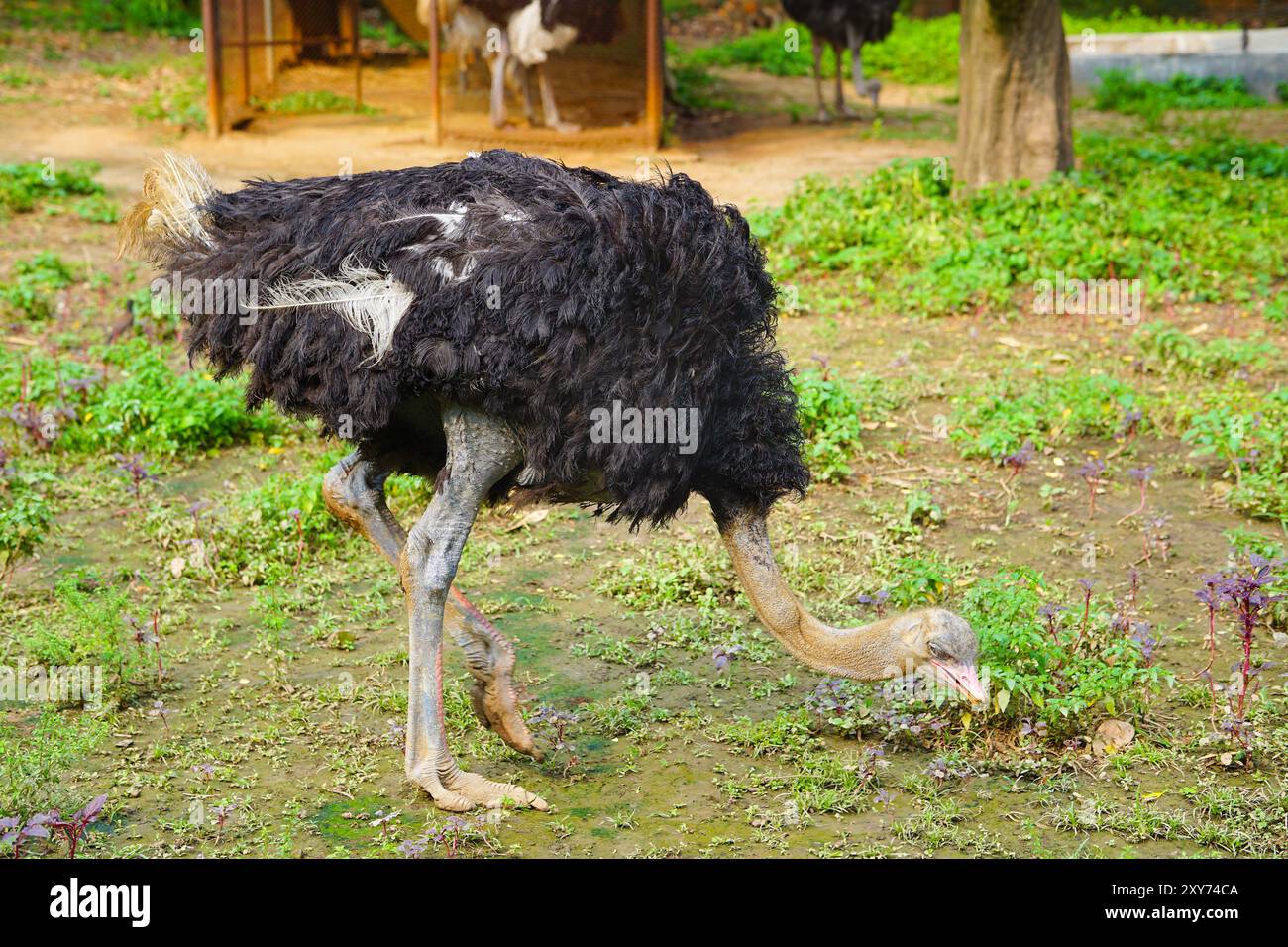 North African ostrich eating leafy greens in the farm, The North ...