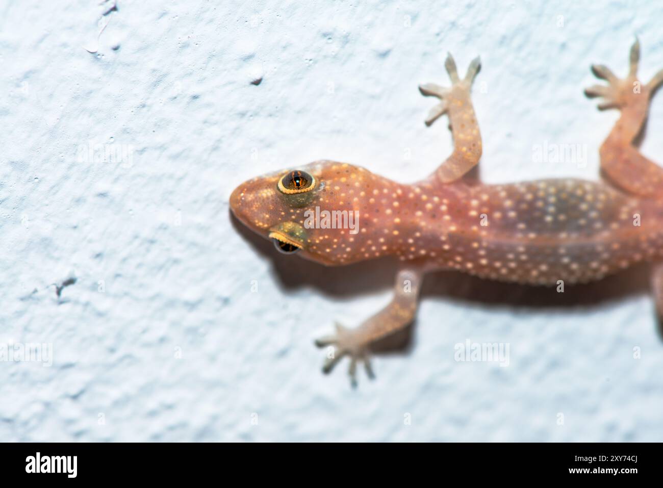 A detailed macro photo of Hemidactylus turcicus, commonly known as the ...