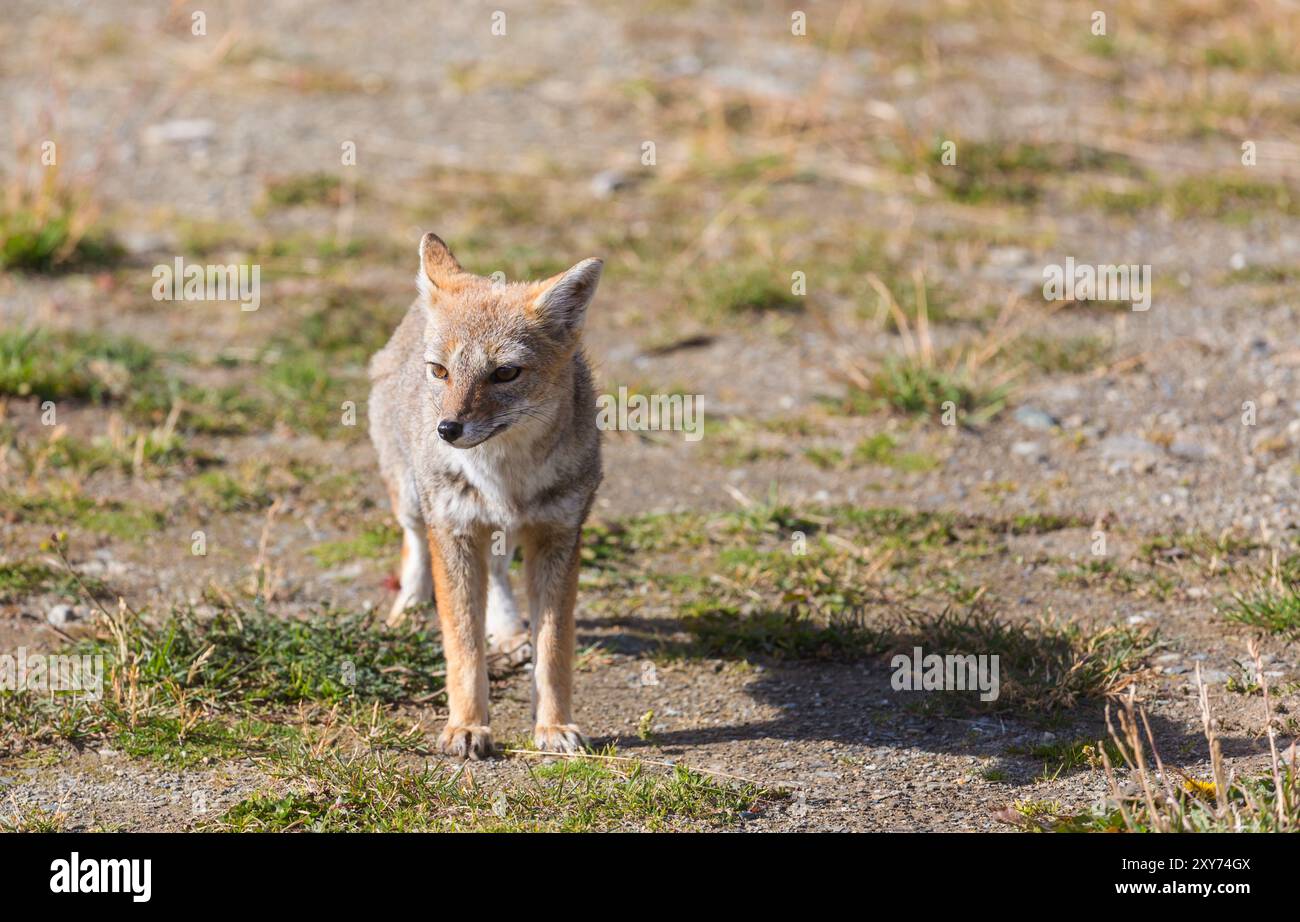 South American gray fox (Lycalopex griseus), Patagonian fox, in ...