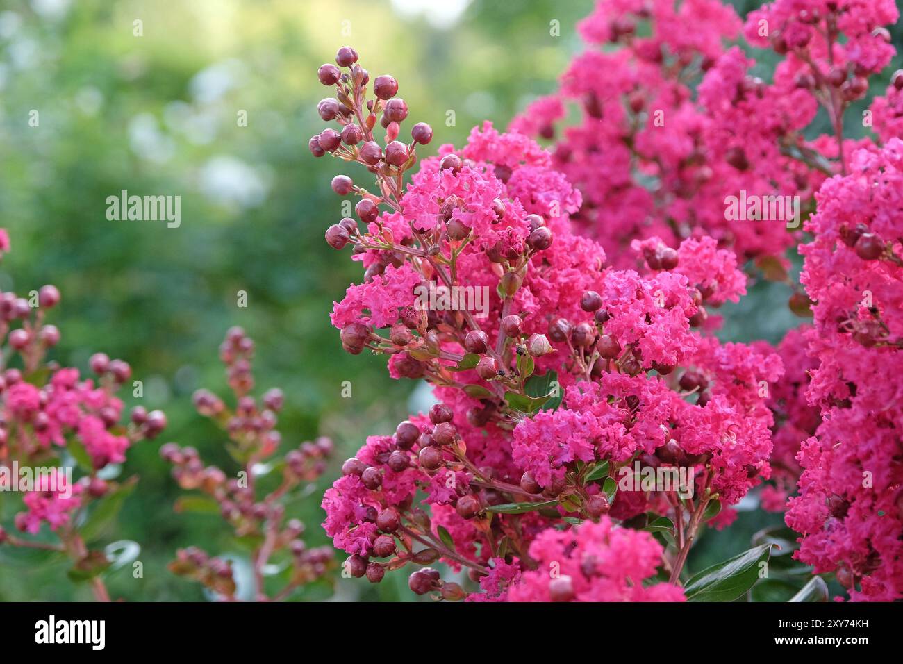 Magenta pink Lagerstroemia indica, crape myrtle, in flower Stock Photo ...