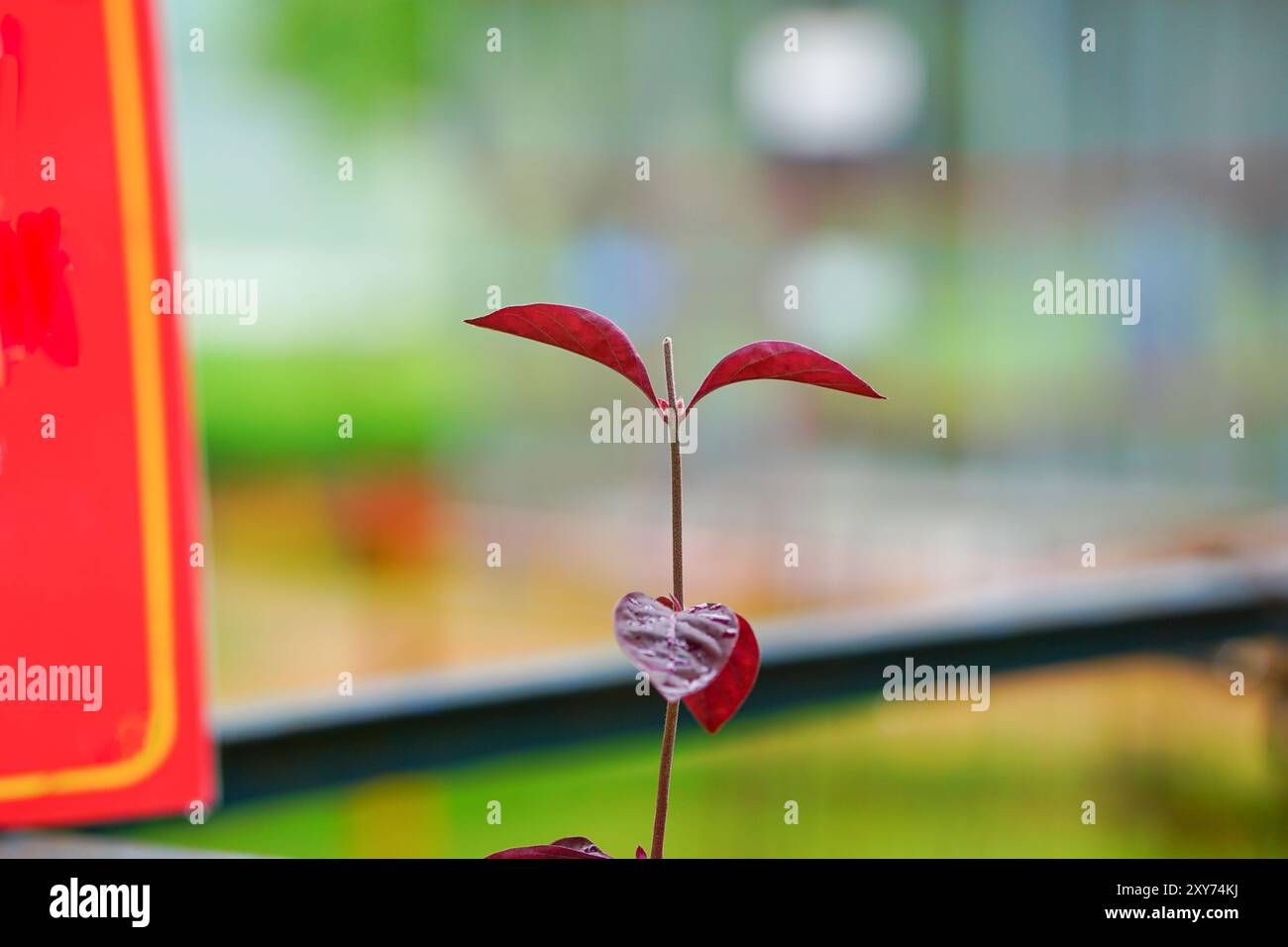 Beautiful shot bunch autumn hi-res stock photography and images - Alamy