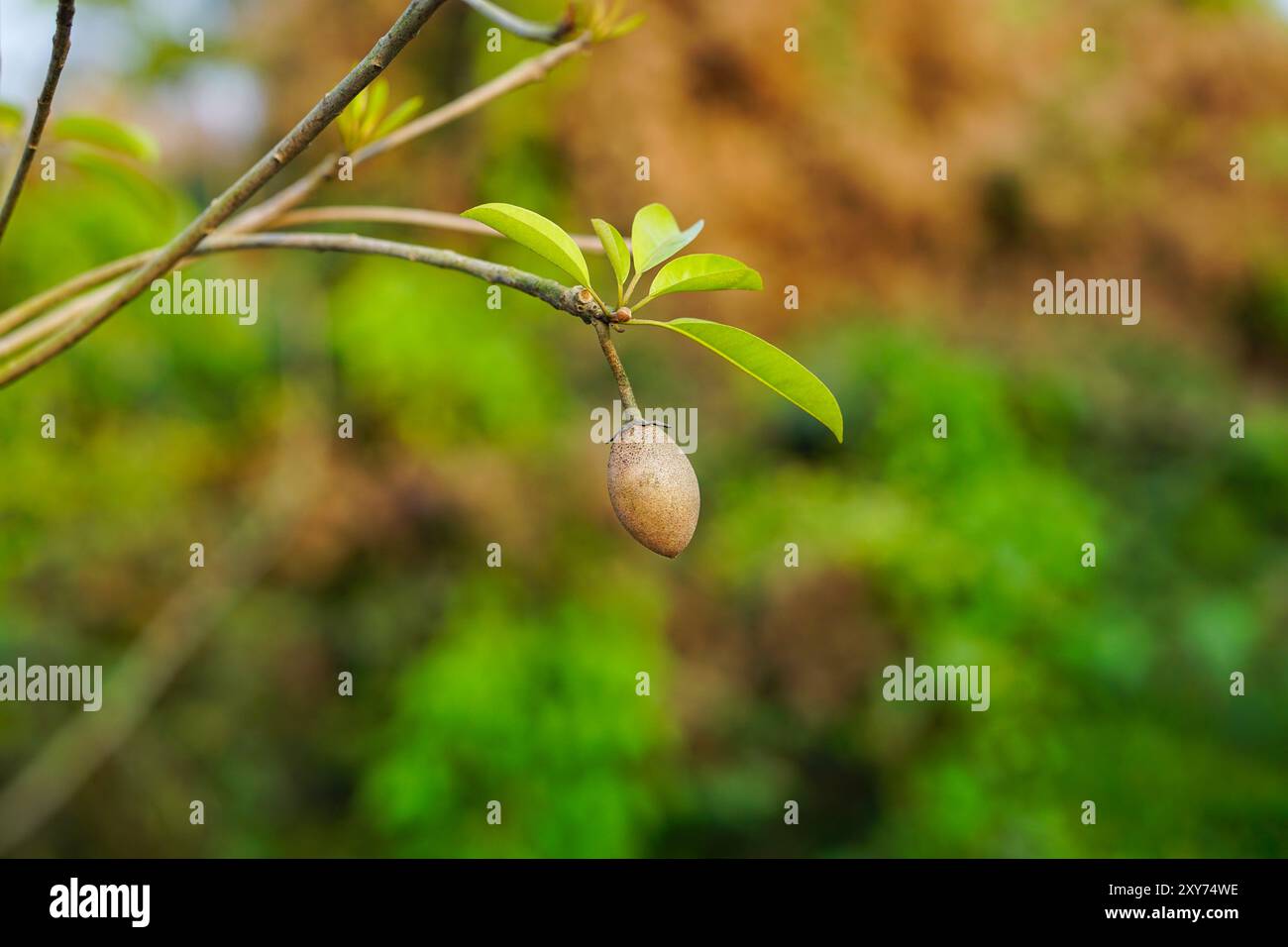 Sapodilla fruits with green leaves and branches in orchard. Manilkara ...