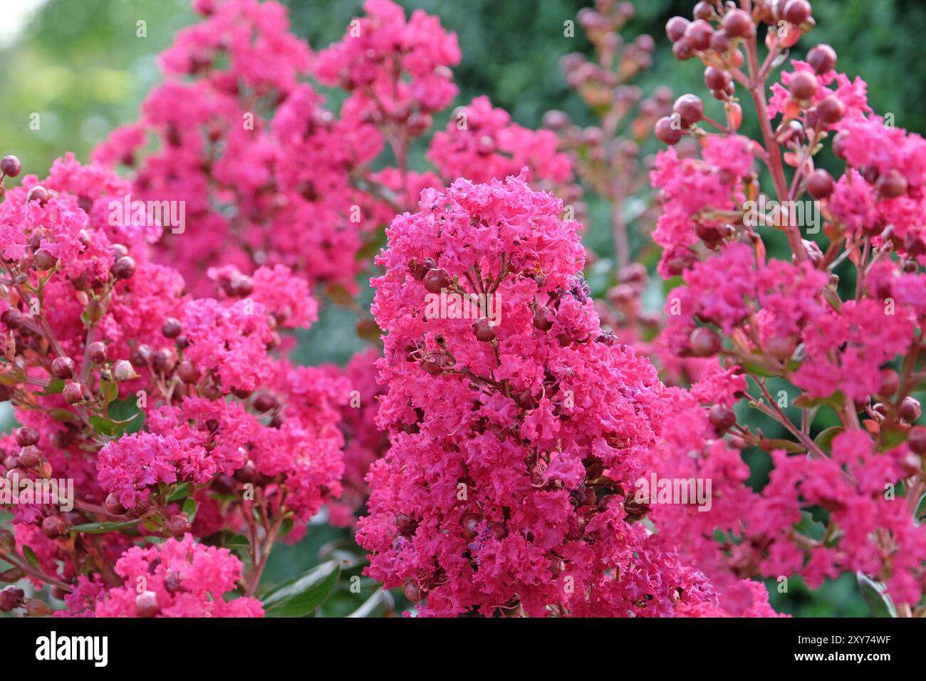 Magenta pink Lagerstroemia indica, crape myrtle, in flower Stock Photo ...