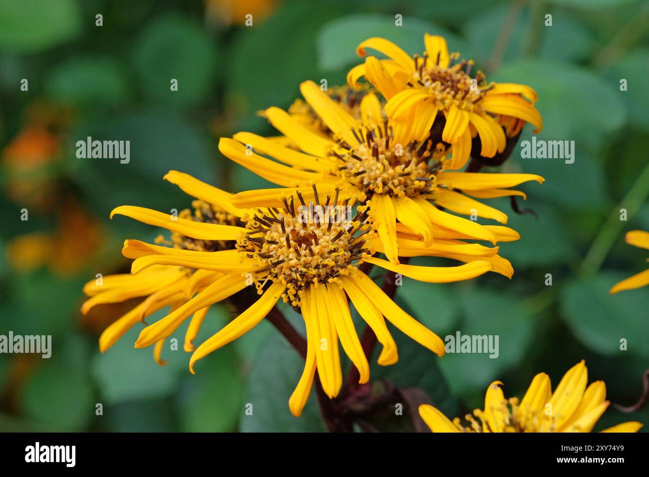 Ligularia dentata, also known as summer ragwort or leopard plant ‘Britt ...