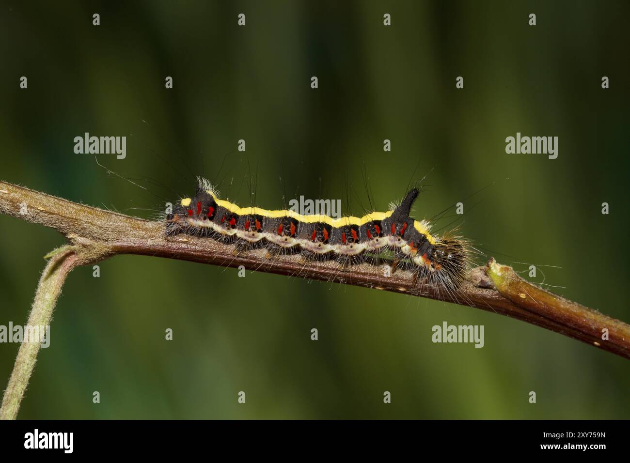Grey dagger, gray dagger (Acronicta psi Stock Photo - Alamy