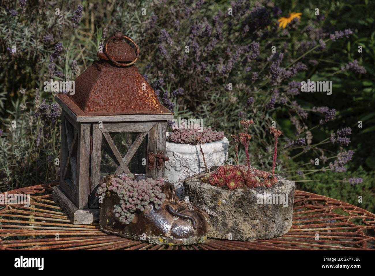 Rustic lantern and clay pots with succulents on a metal table in the ...
