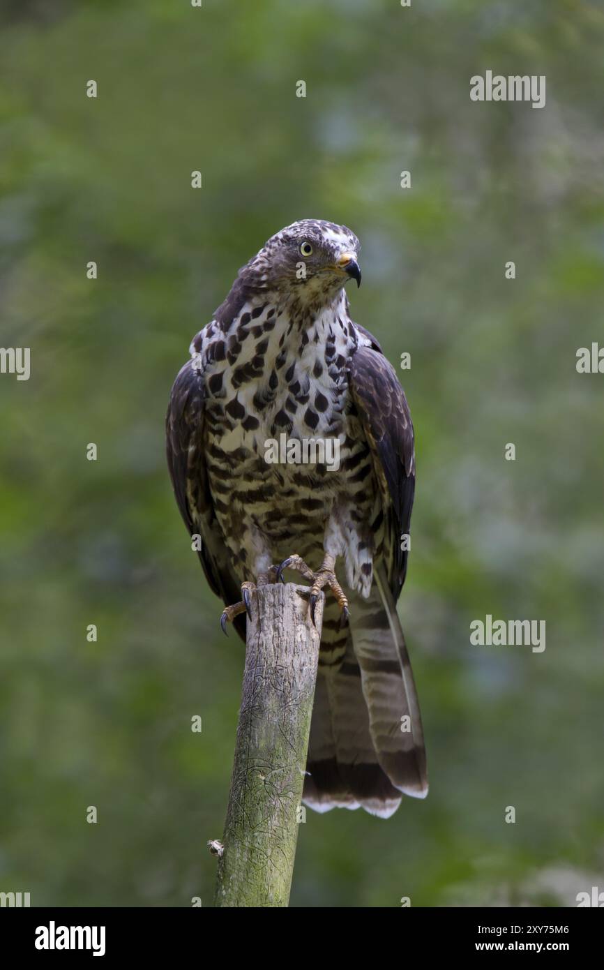 Honey buzzard, female, Pernis apivorus, European honey buzzard, female ...