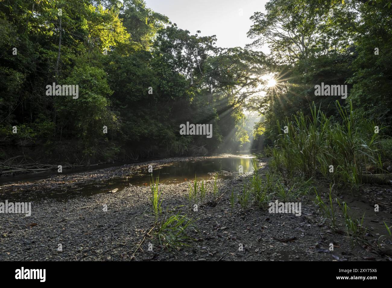Atmospheric morning light with sun star and sun rays, at a stream in ...