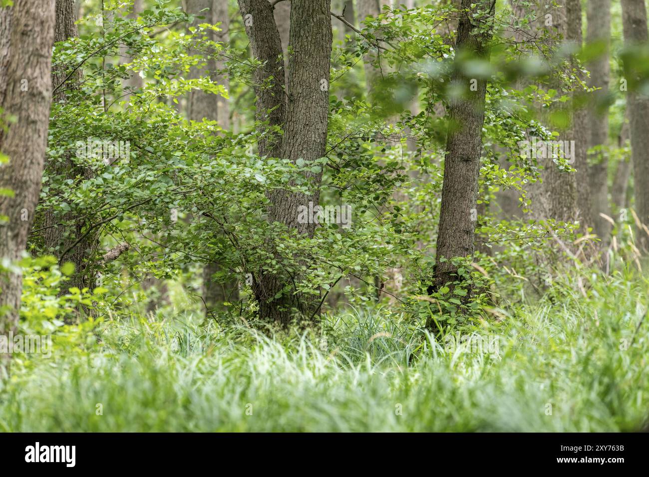 German moor forest landscape with ferns, grass and deciduous trees as a ...
