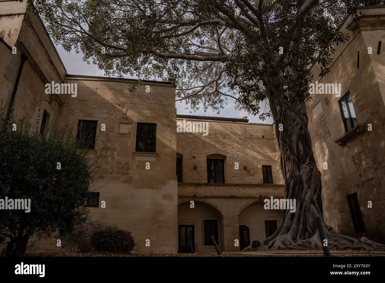 Lecce, Italy. 20th Aug, 2024. Monumental Specimen of ''Ficus ...