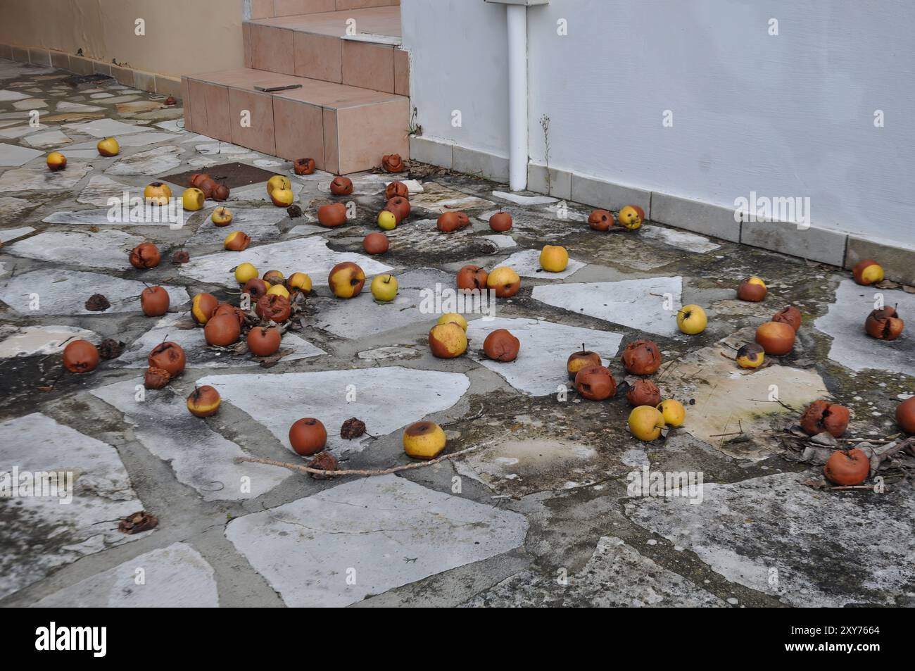 Rotten apples down on the ground Stock Photo - Alamy