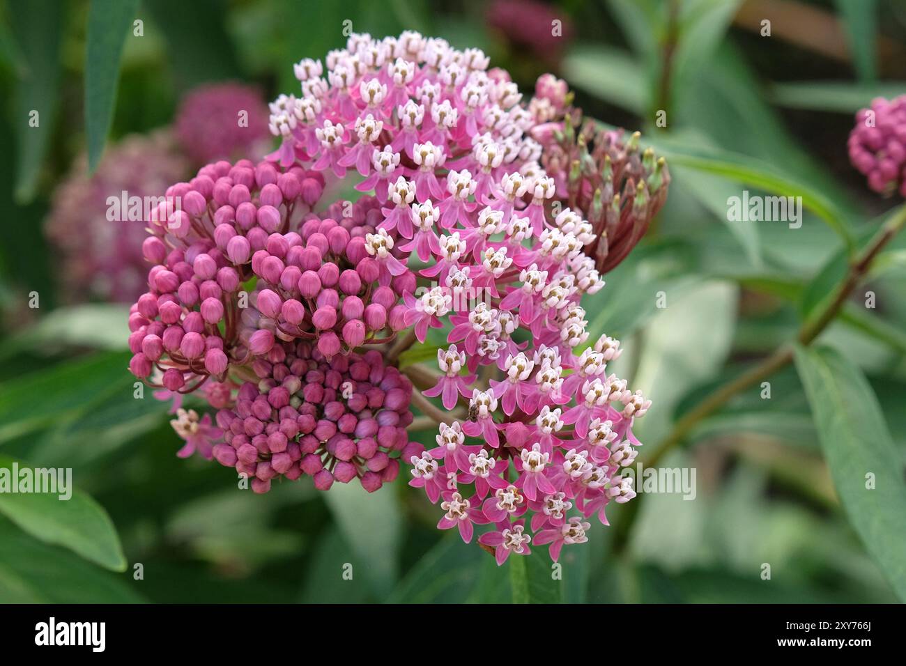 Pink Asclepias incarnata, the swamp milkweed, rose milkweed, rose ...