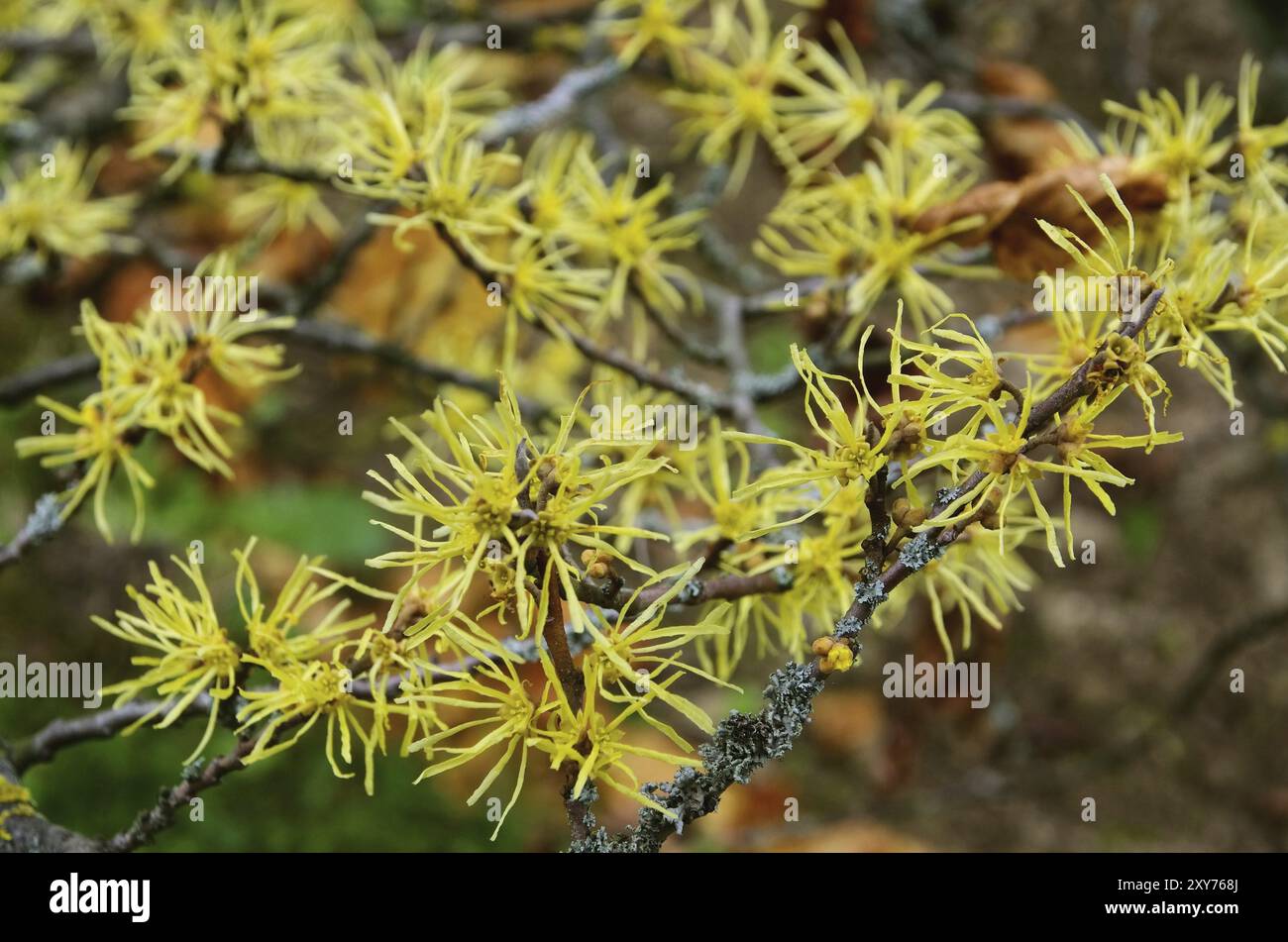 Hamamelis virginiana 12 Stock Photo - Alamy