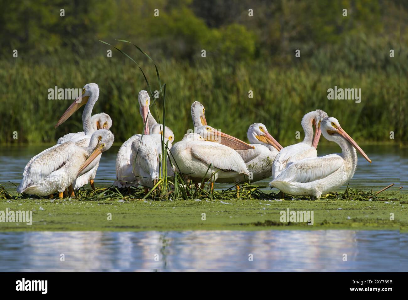 Nature scene from Wisconsin Stock Photo - Alamy