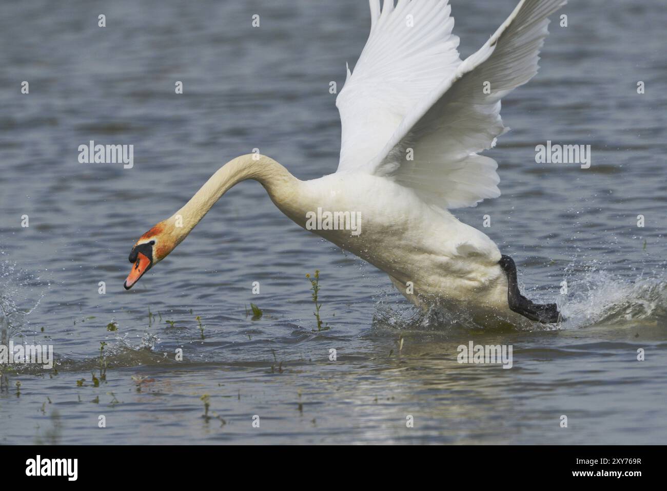 Mute swan defending its territory.mute swan in territorial defence ...