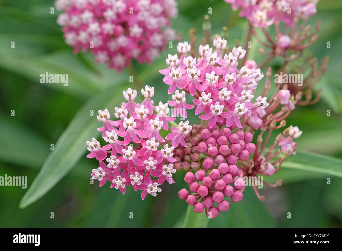 Pink Asclepias incarnata, the swamp milkweed, rose milkweed, rose ...