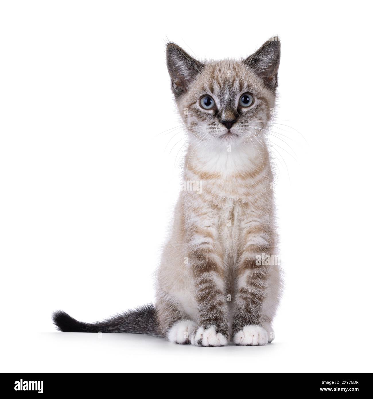 Cute house cat kitten, with tabby point pattern, sitting up facing ...