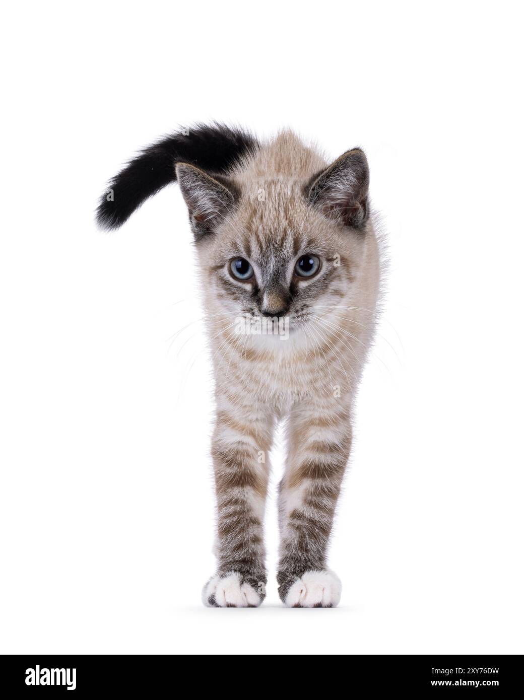 Cute house cat kitten, with tabby point pattern, standing facing front ...