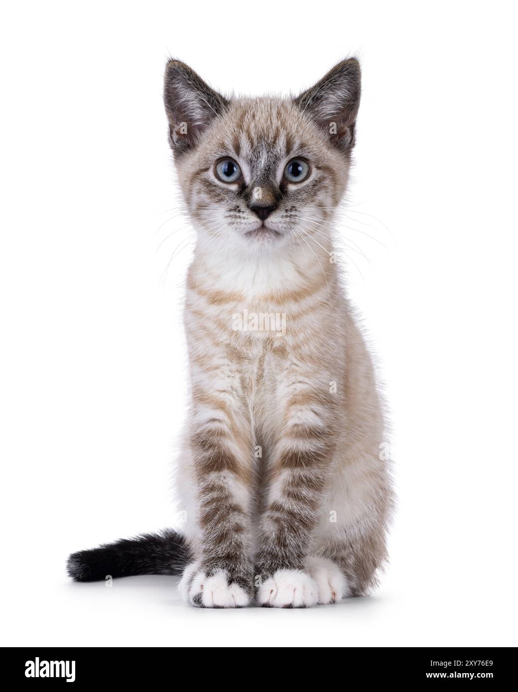 Cute house cat kitten, with tabby point pattern, sitting up facing ...