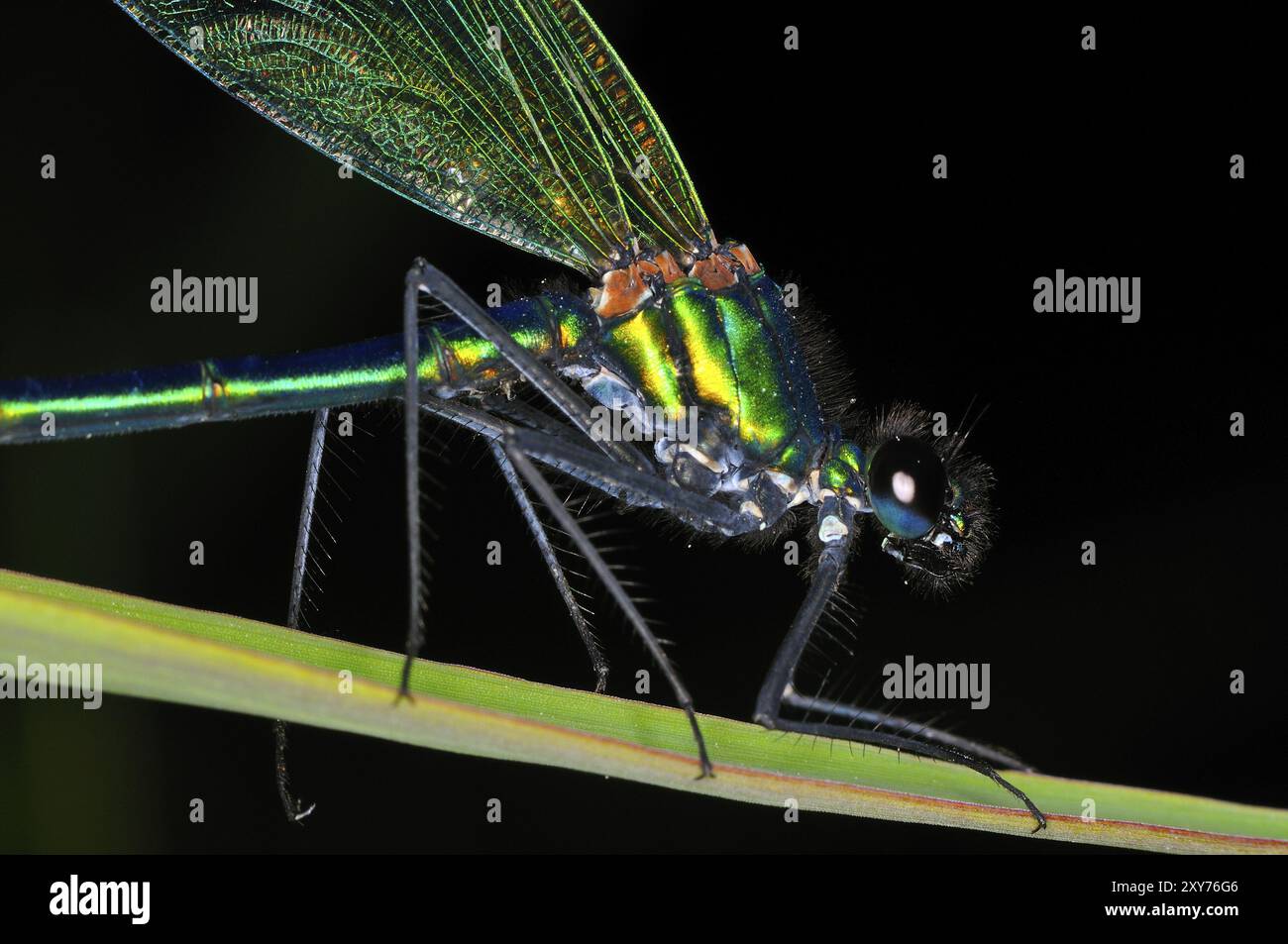 Blue-winged damselfly, Calopteryx virgo. Blue-winged damselfly on a ...