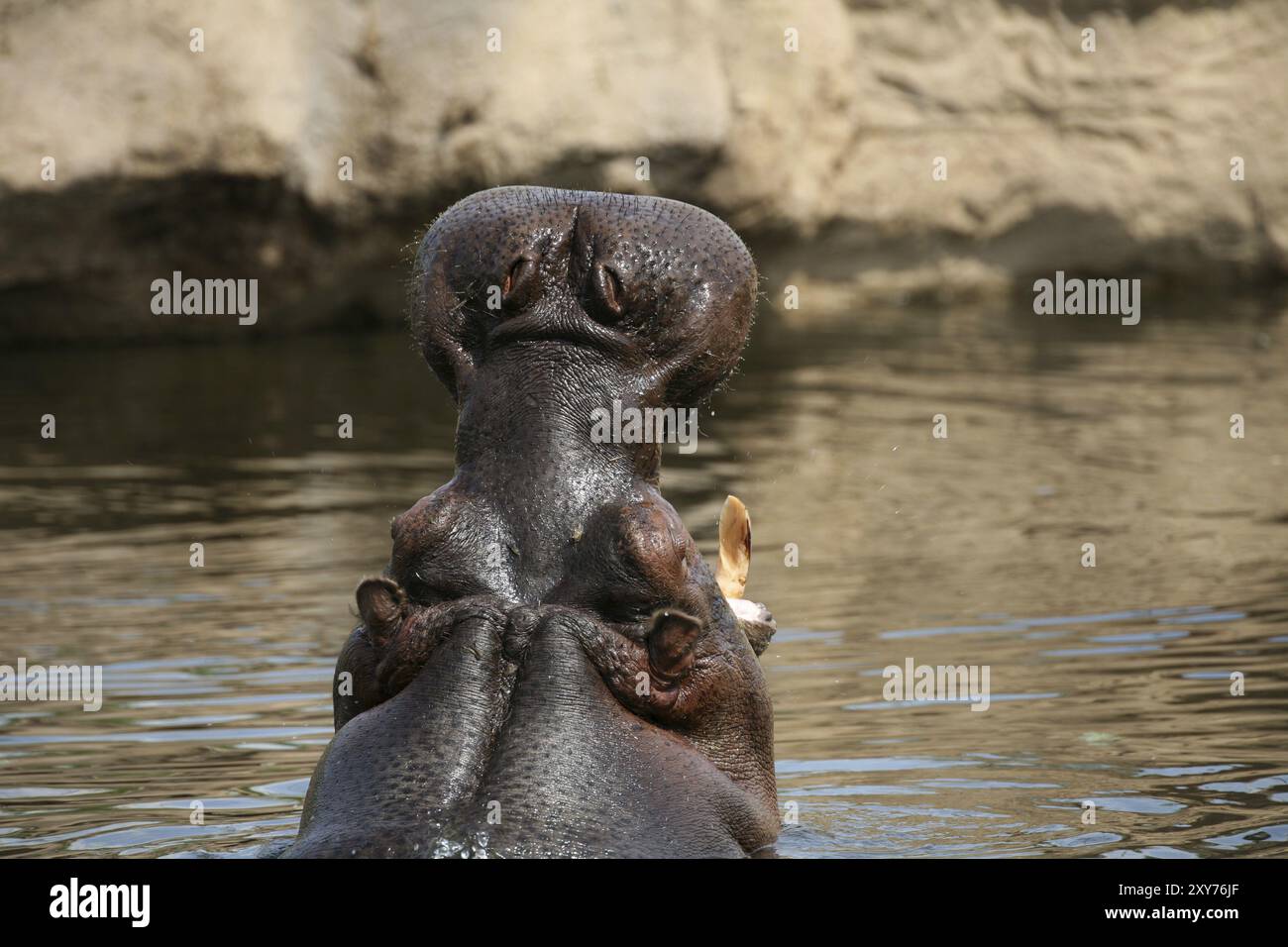 Suiformes hi-res stock photography and images - Alamy