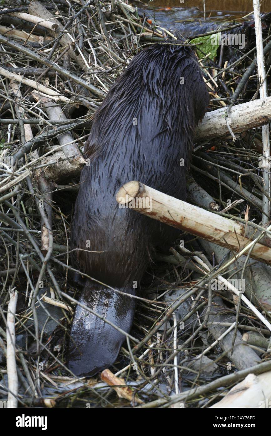 North American Beaver (Castor canadensis Stock Photo - Alamy