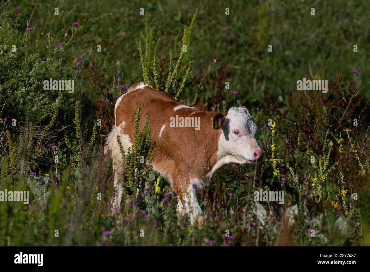 Cow calf wandering in the fields in spring Stock Photo - Alamy