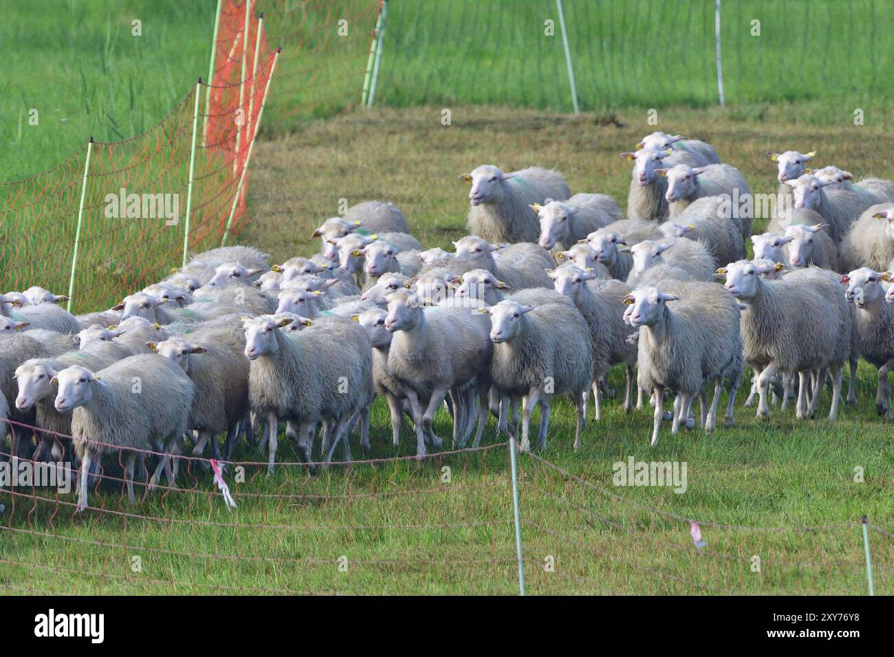 White Polled Heath in biosphere reserve Stock Photo - Alamy