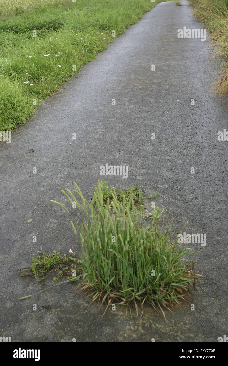 Plant breakthrough through asphalt Stock Photo - Alamy