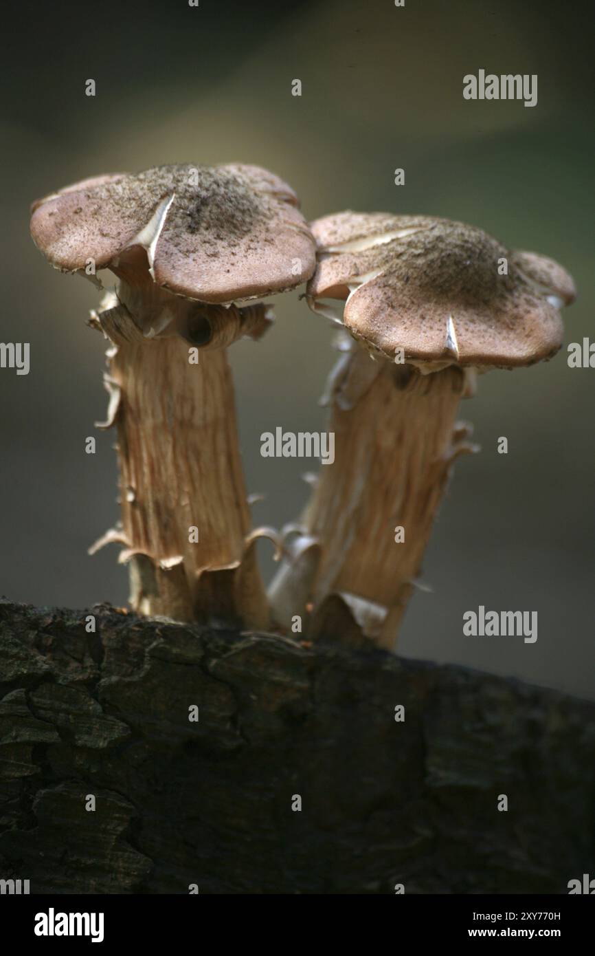 Edible locusts hi-res stock photography and images - Alamy
