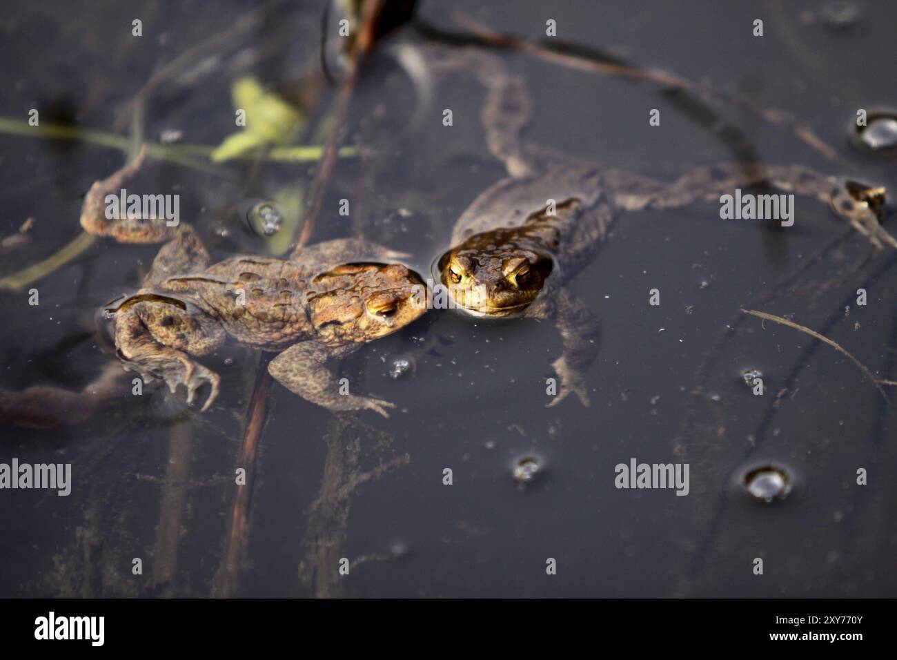 Toad laying eggs hi-res stock photography and images - Alamy