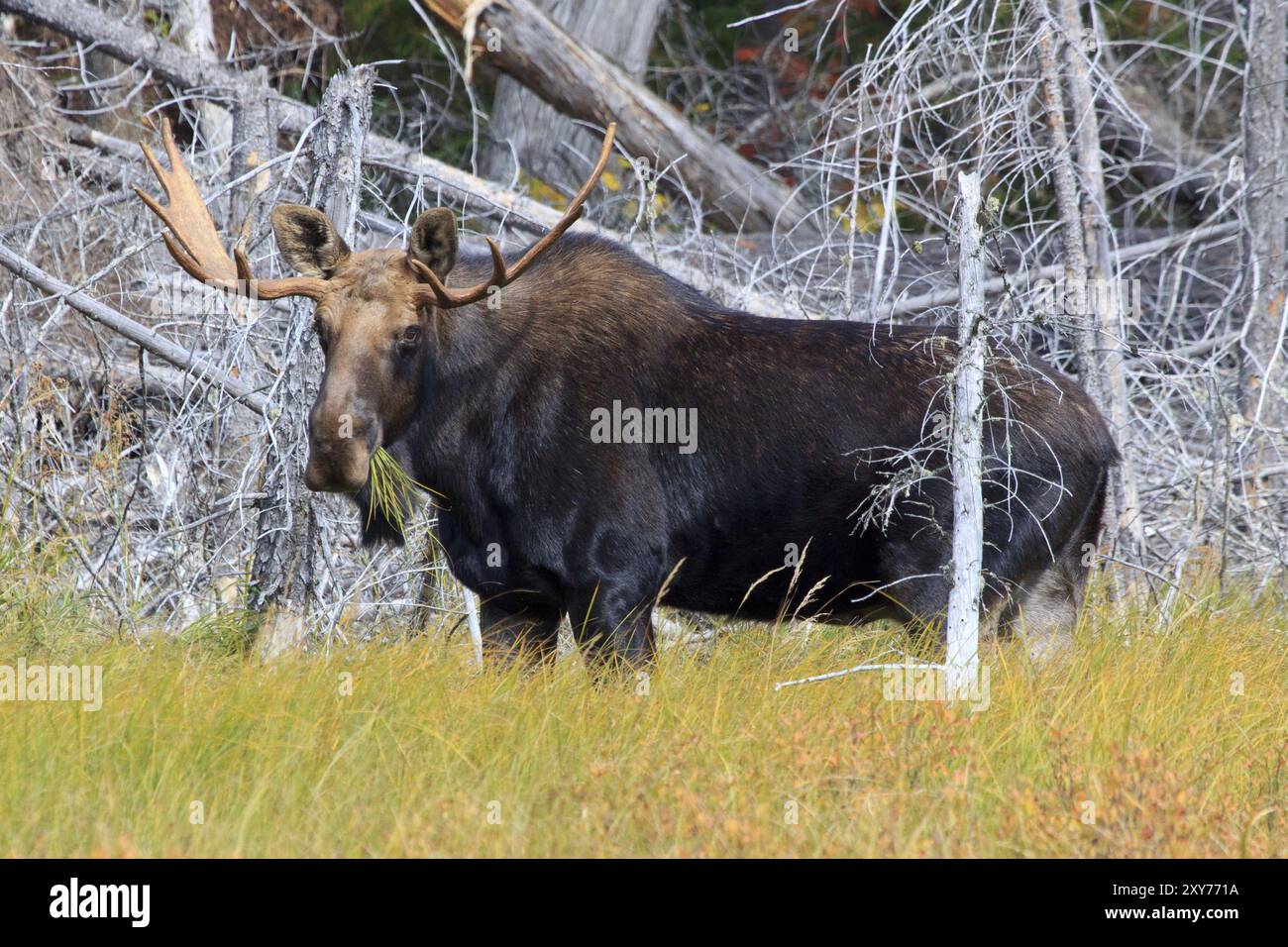 Bull moose in Algonquin Provincial Park in Canada Stock Photo - Alamy